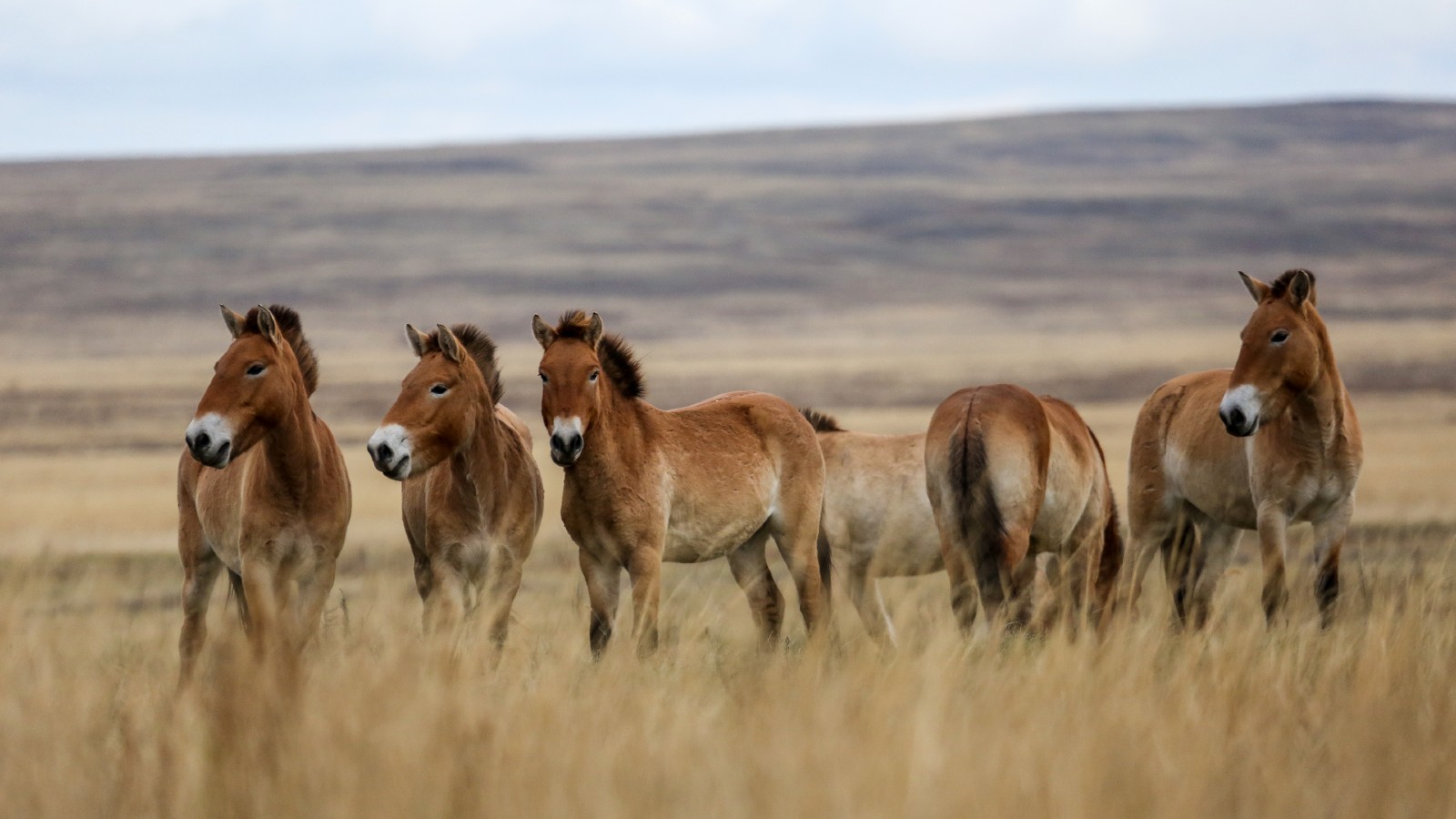 Altai - VisitSilkRoad