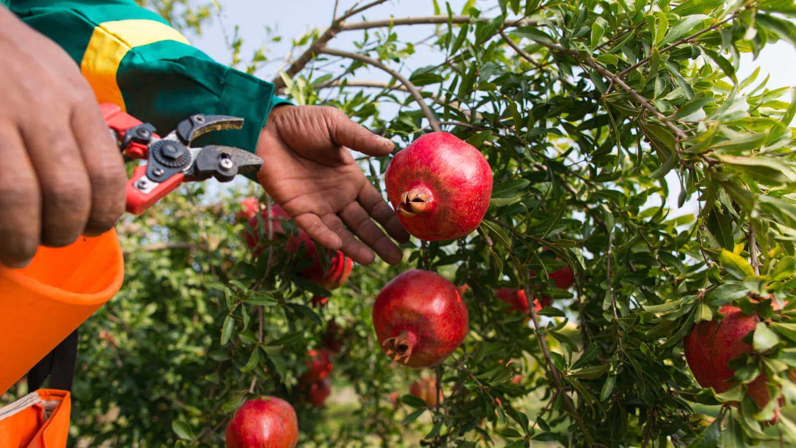 Goychay Pomegranate Festival - VisitSilkRoad